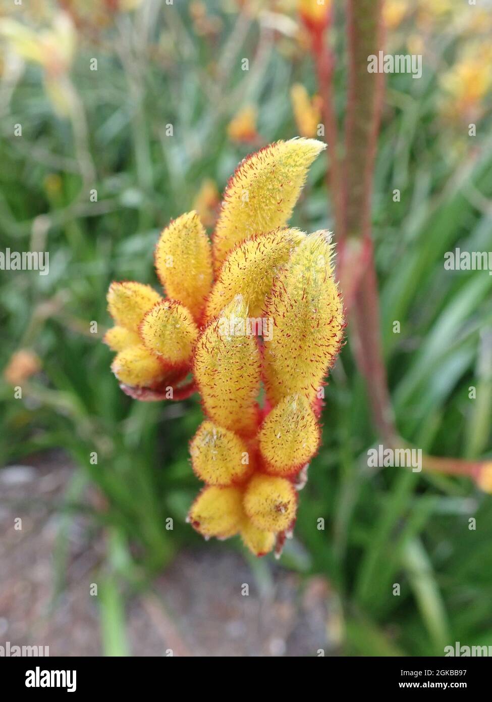Beautiful Anigozanthos or Gold Velvet flower in the garden Stock Photo ...