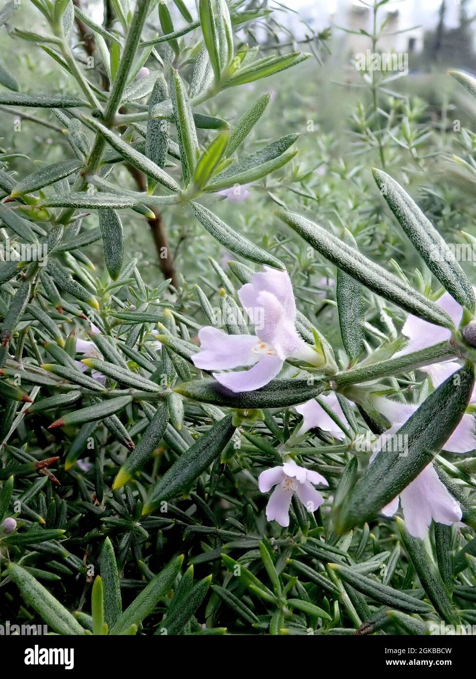 Beautiful herbal flowers in a garden Stock Photo - Alamy