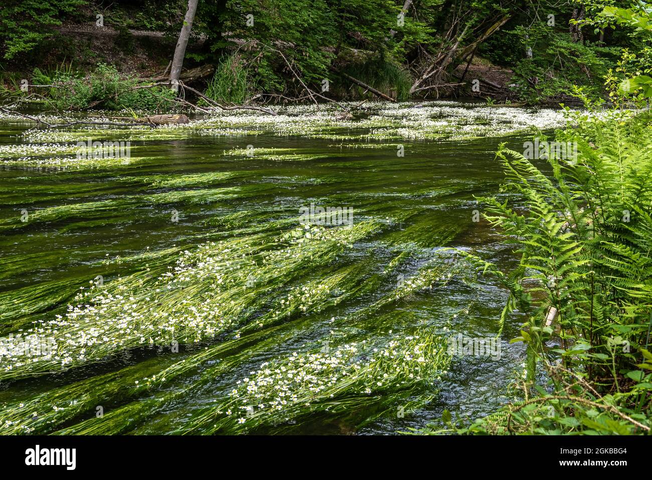 Flowering plant of the river water-crowfoot, Ranunculus fluitans in ...