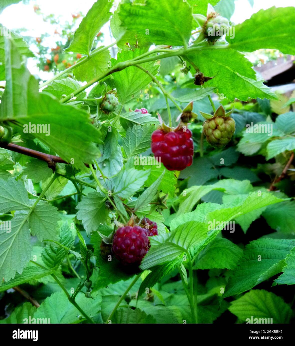 Raspberry berries on the bushes. Growing Organic Berries closeup. Ripe ...