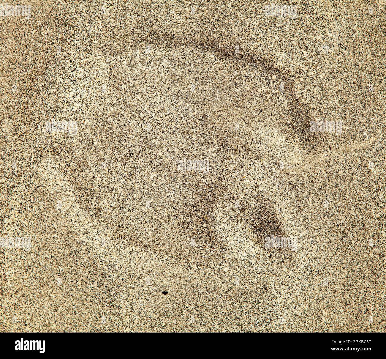 Camel footprint in sand hi-res stock photography and images - Alamy