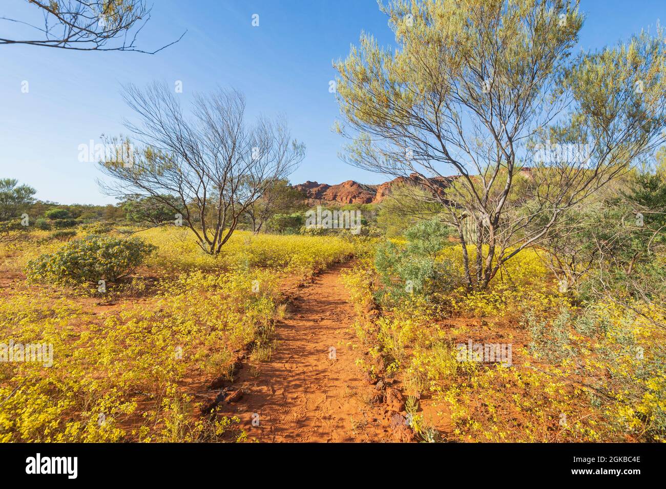 Everlastings western australia hi-res stock photography and images - Alamy