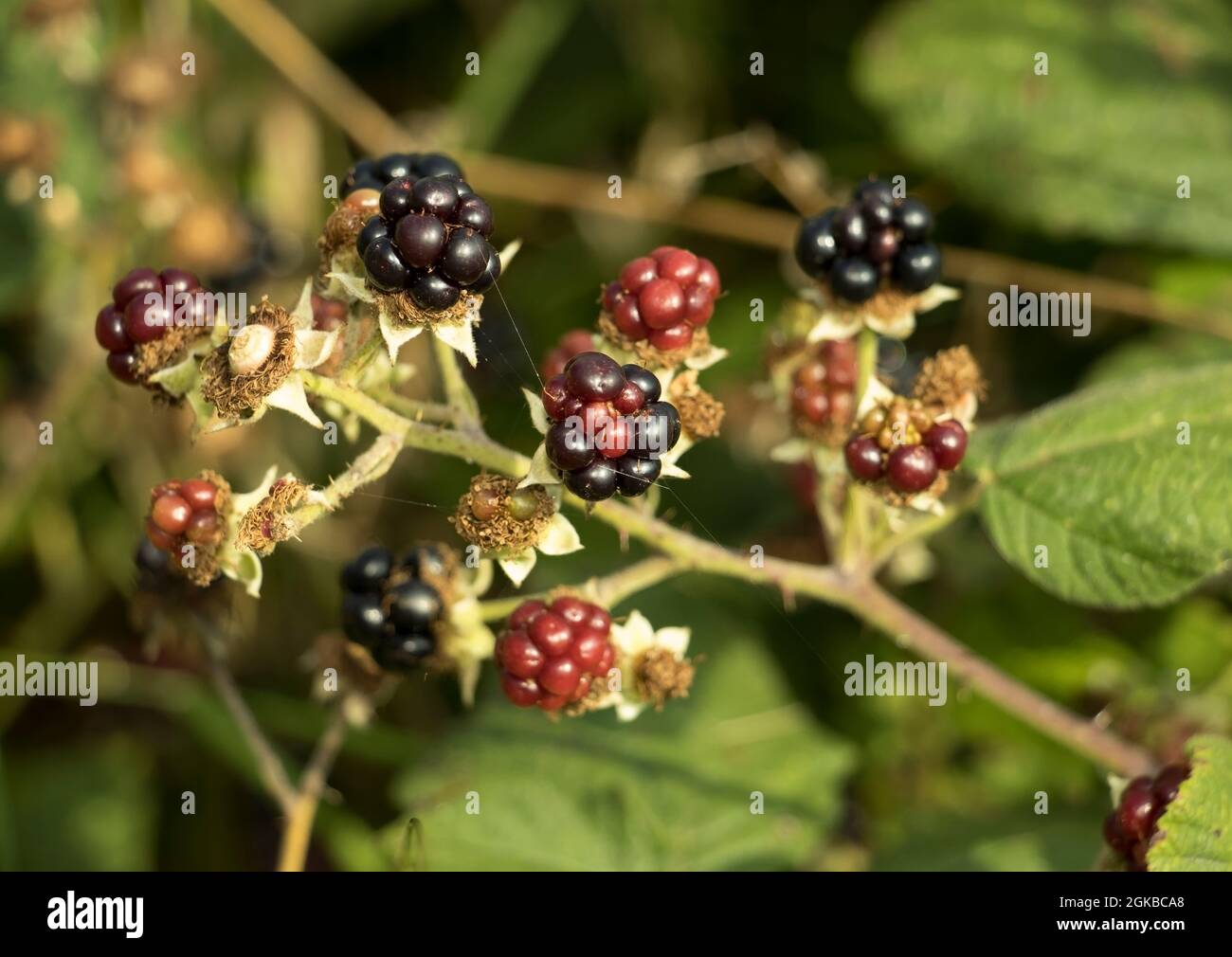 As autumn progresses the seasons crop of Blackberries, a vital source ...