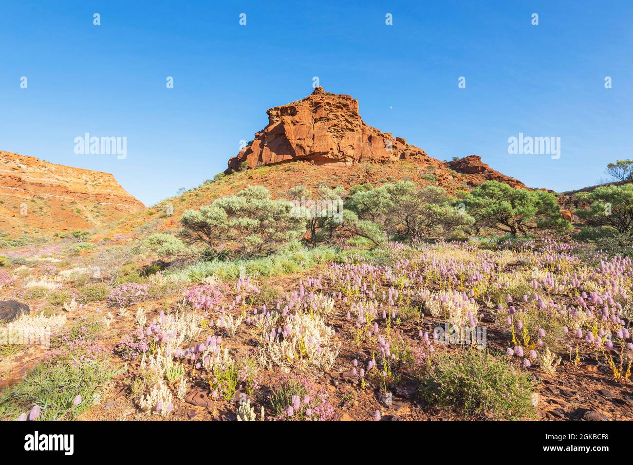 Spectacular view of Kennedy Range National Park and its wildflowers at ...