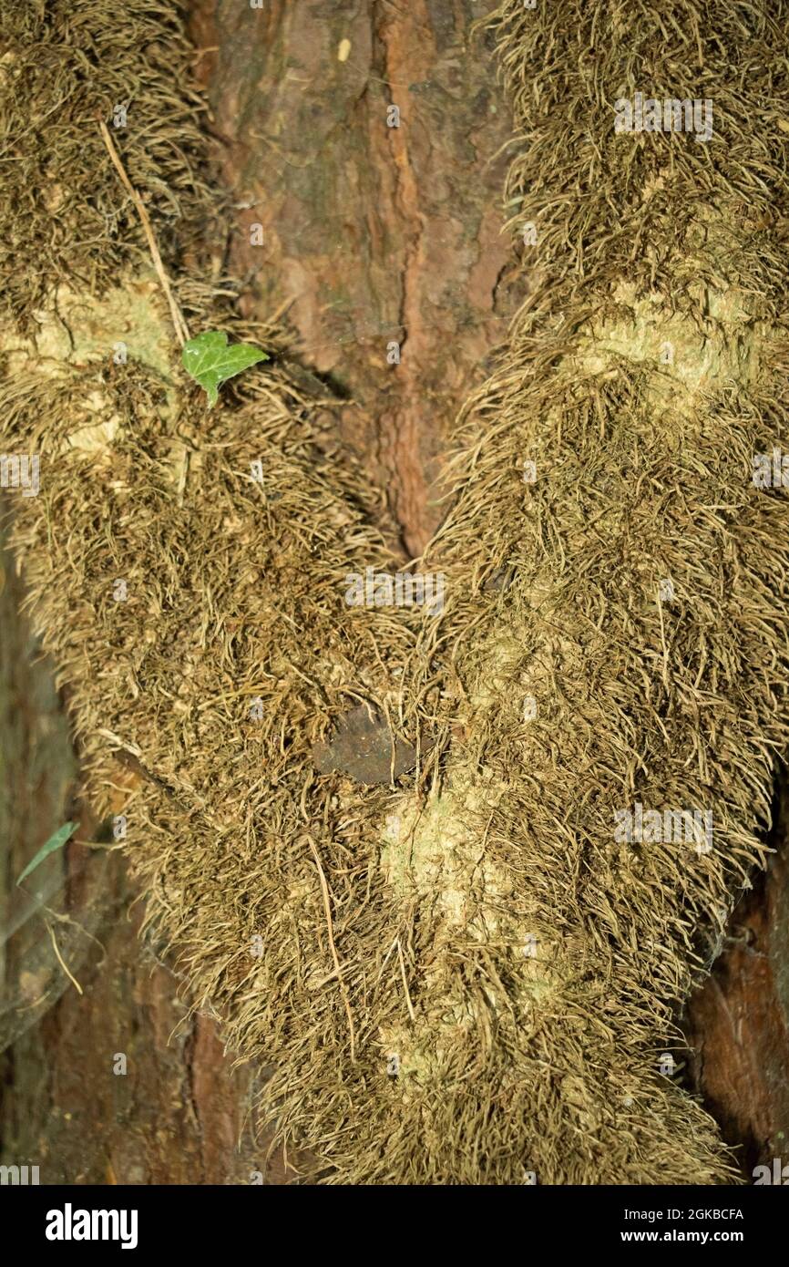 The two species of evergreen climbing Ivy are very difficult to ...