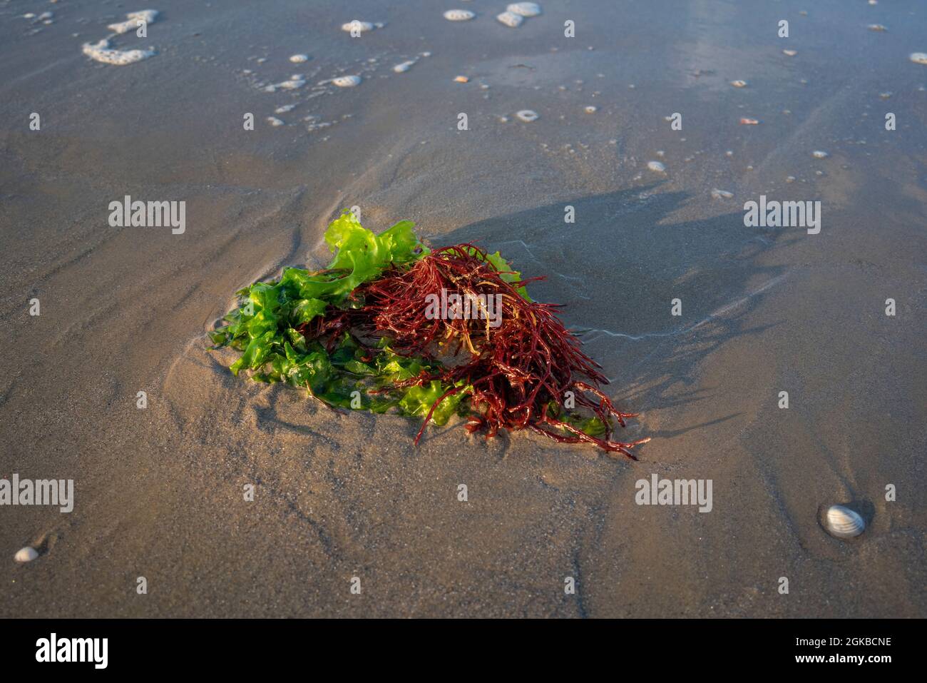 Green and red seaweed have been thrown onto the beach by the waves.The ...