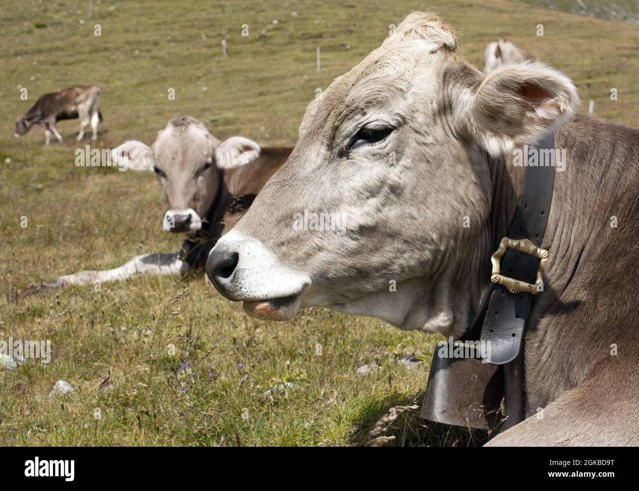 Bos taurus primigenius hi-res stock photography and images - Alamy