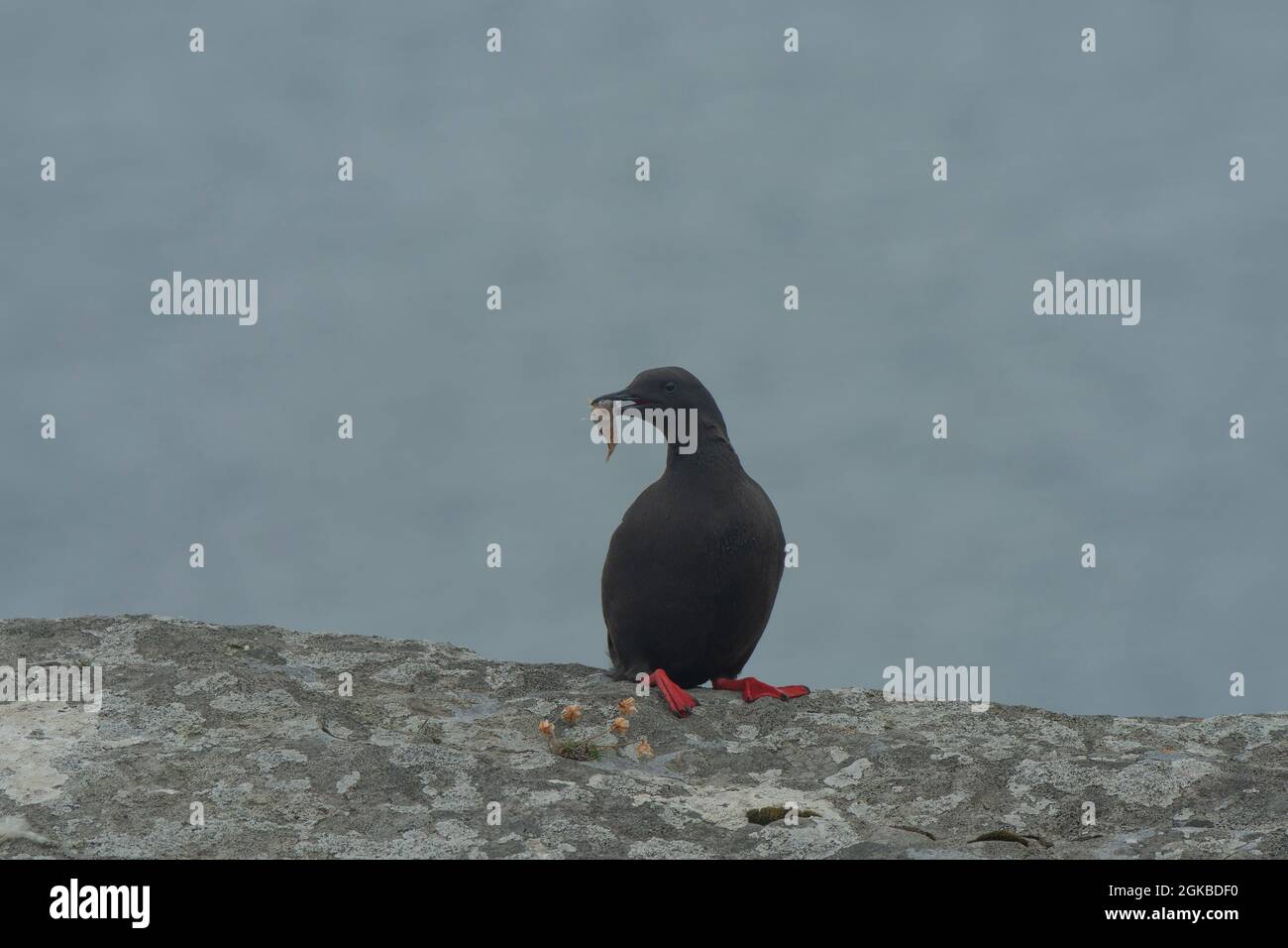 Guillemot black (Cepphus gryle) sitting on the cliffs, with fish in its ...