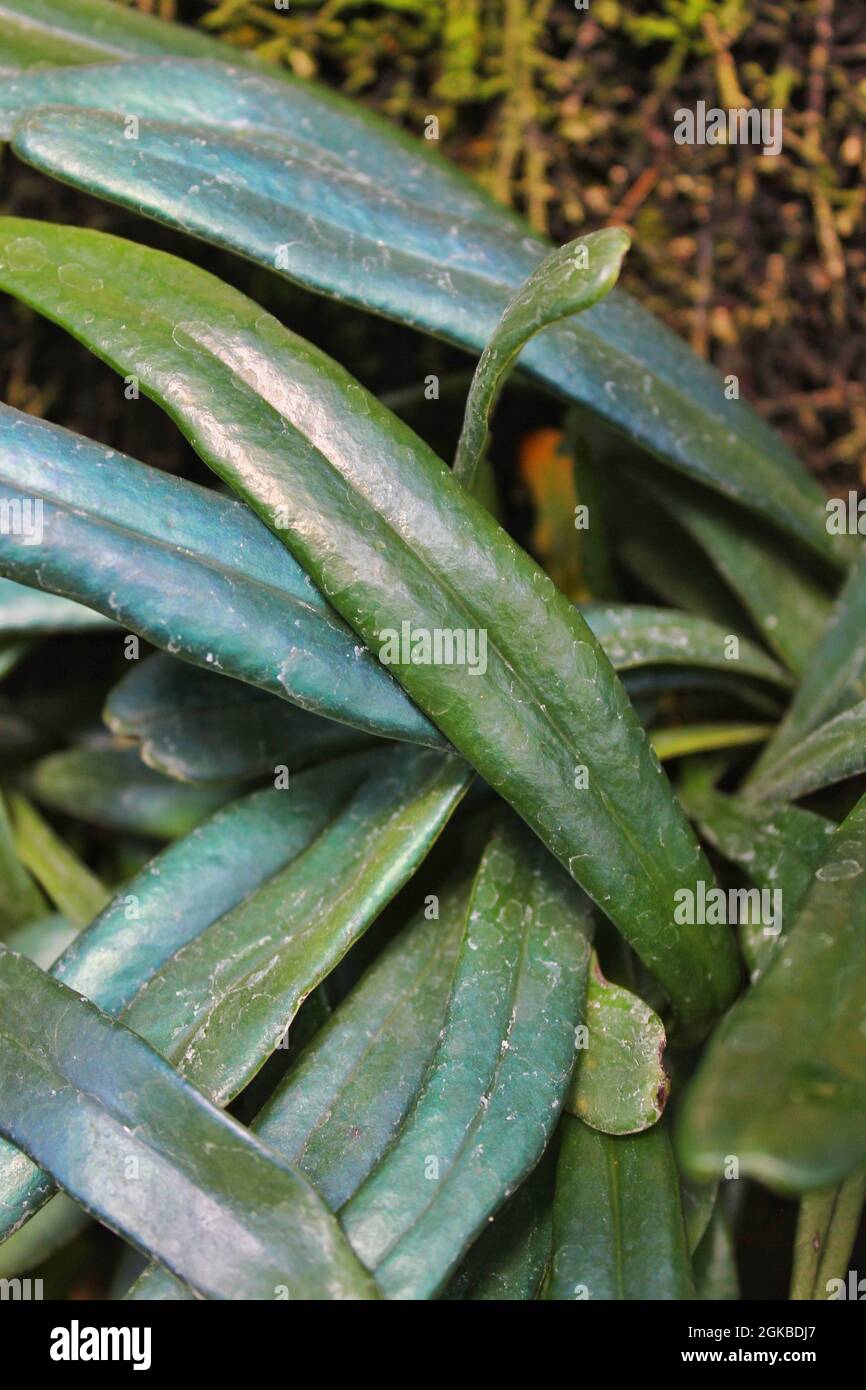 Rare blue oil fern plant growing in the summer meadow Stock Photo - Alamy