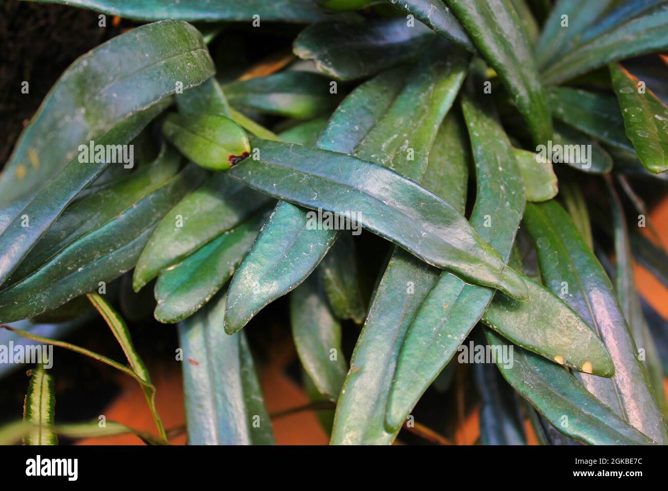 Rare blue oil fern plant growing in the summer meadow Stock Photo - Alamy