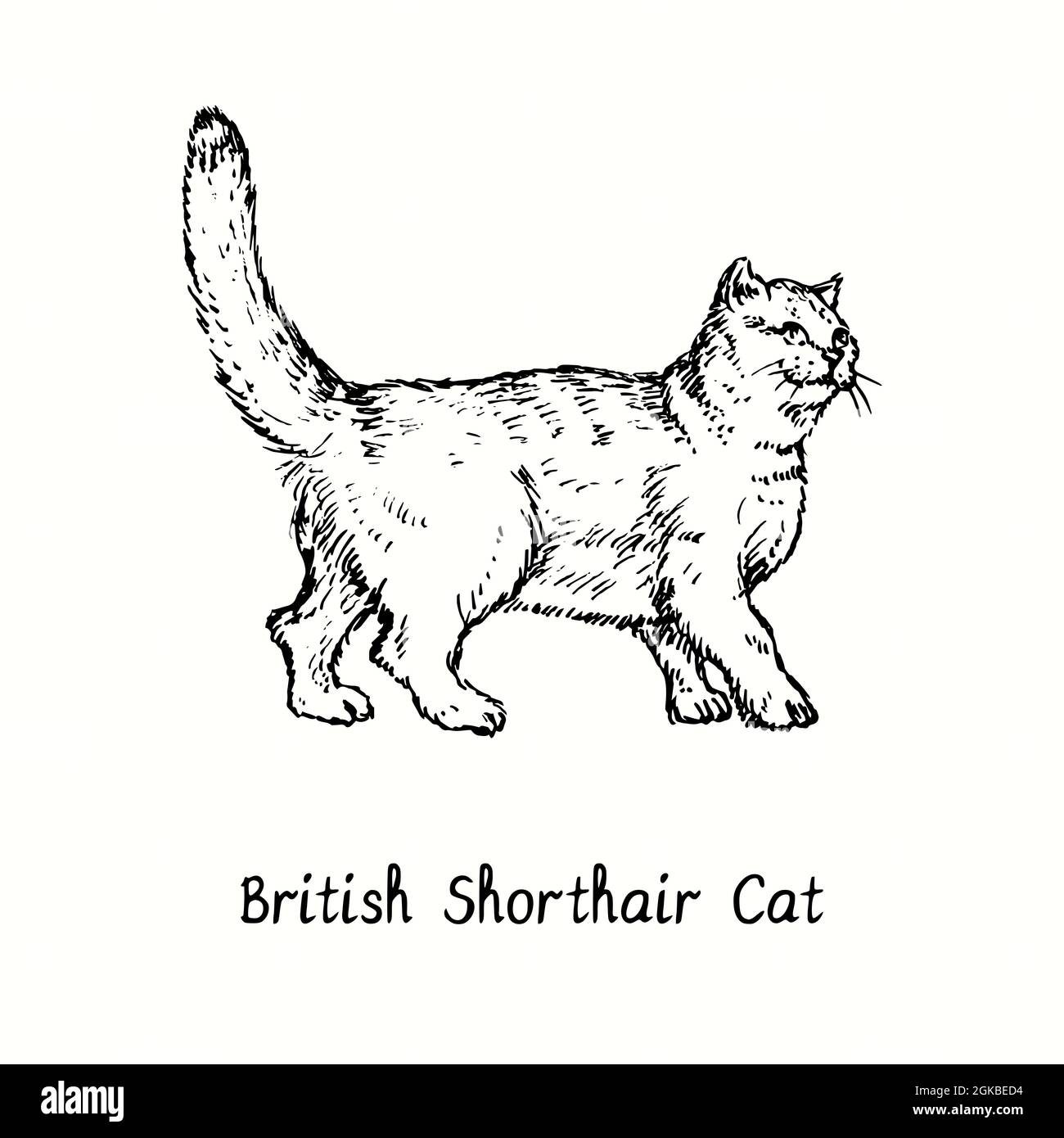 British Shorthair Cat standing side view. Ink black and white doodle ...