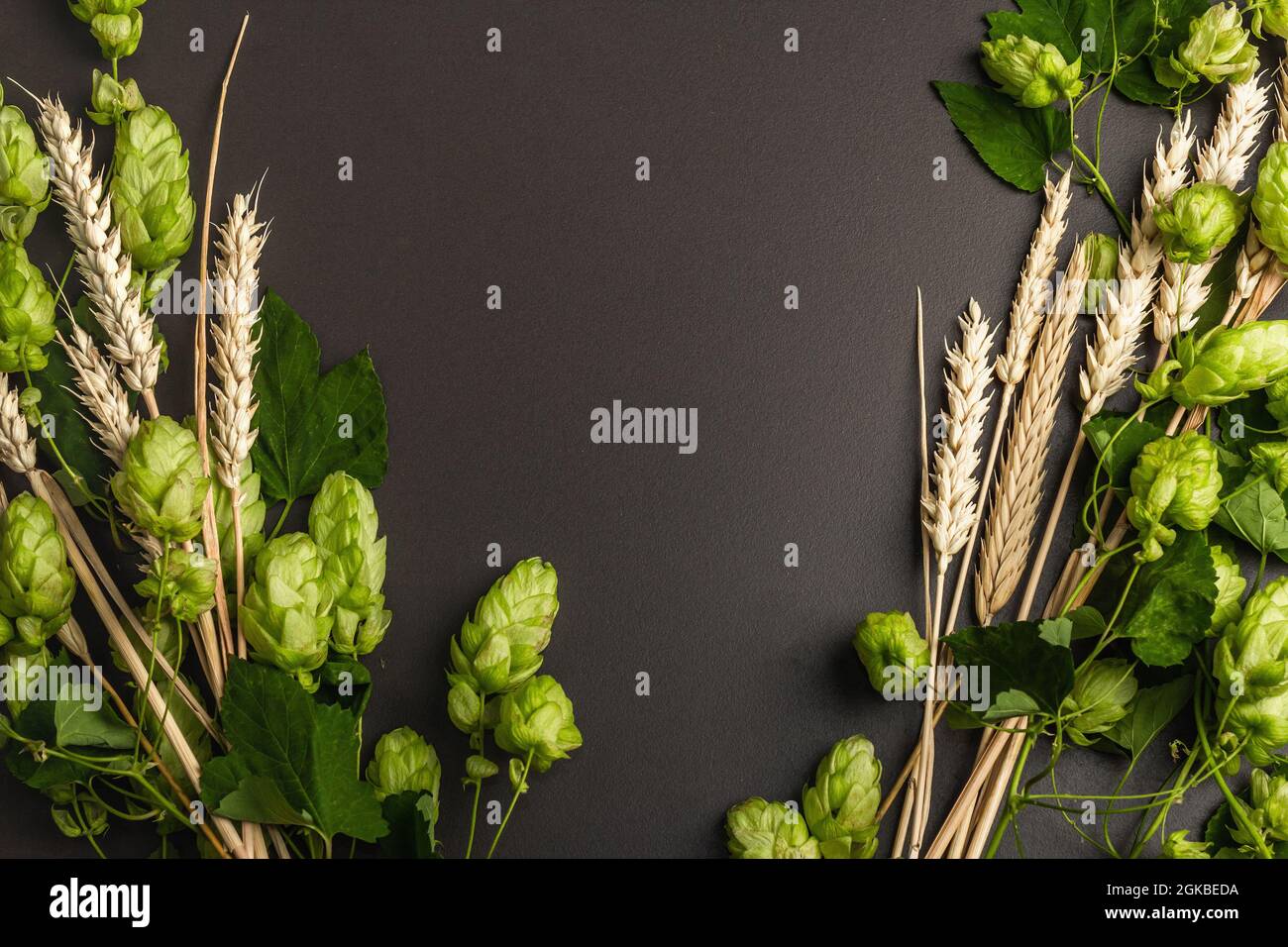 Wheat beer concept background. Cones of hops and wheat ears arranged ...