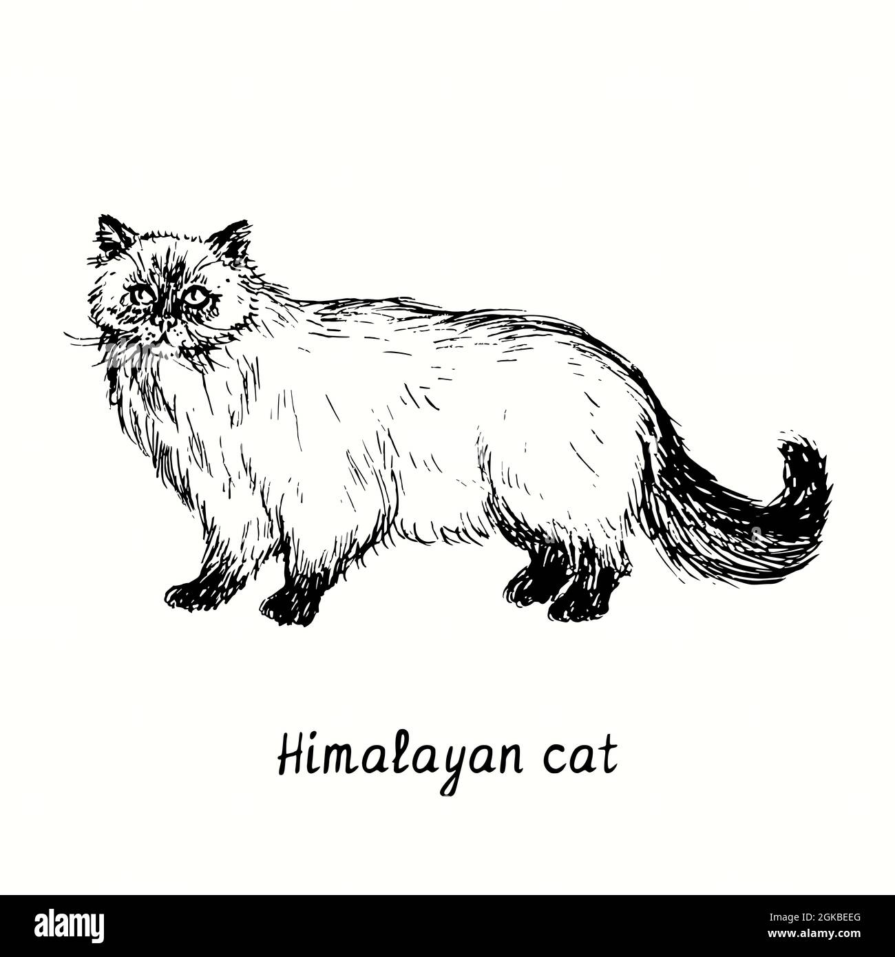 Cat Side View Drawing