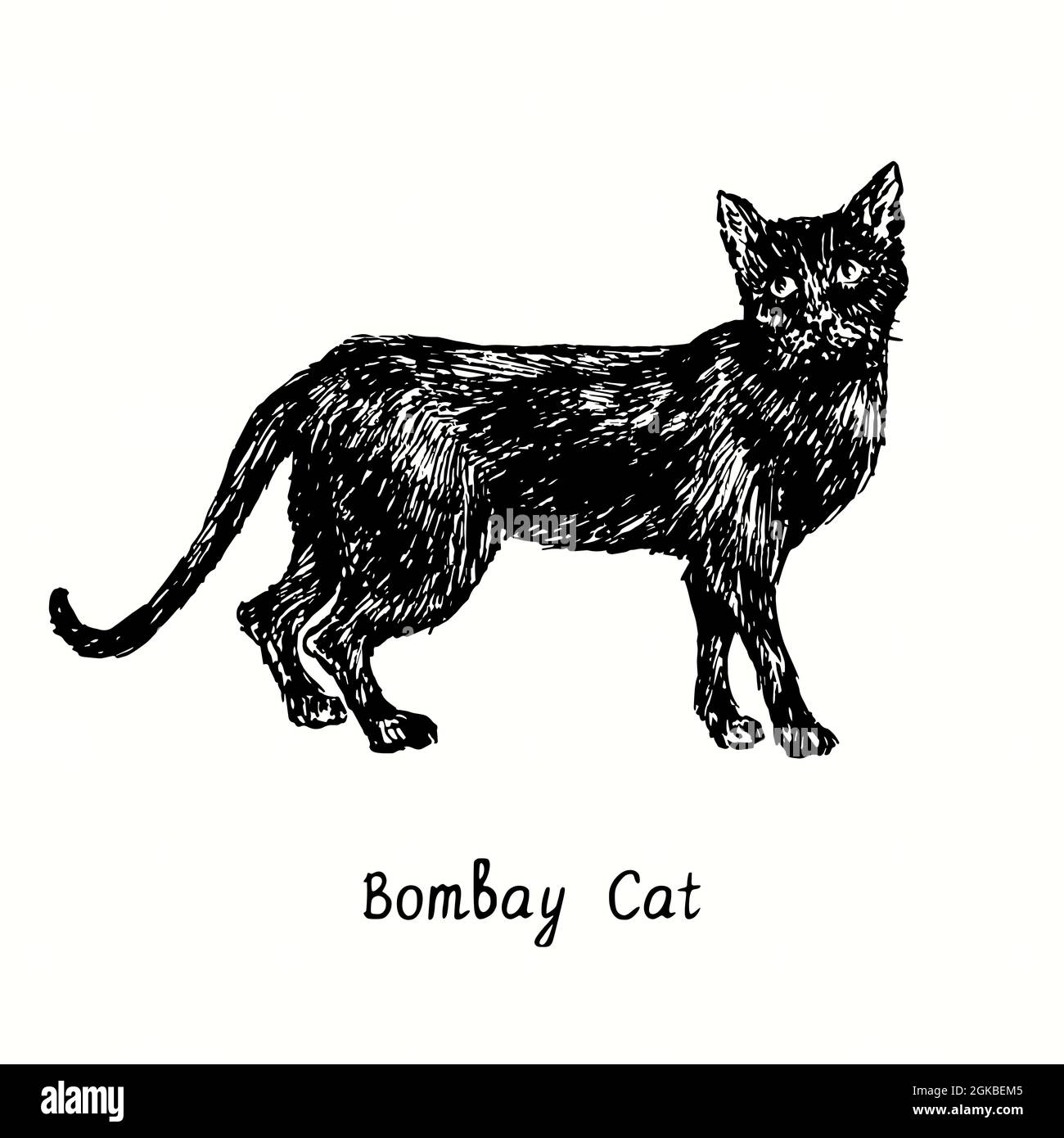 Bombay Cat standing side view. Ink black and white doodle drawing in ...