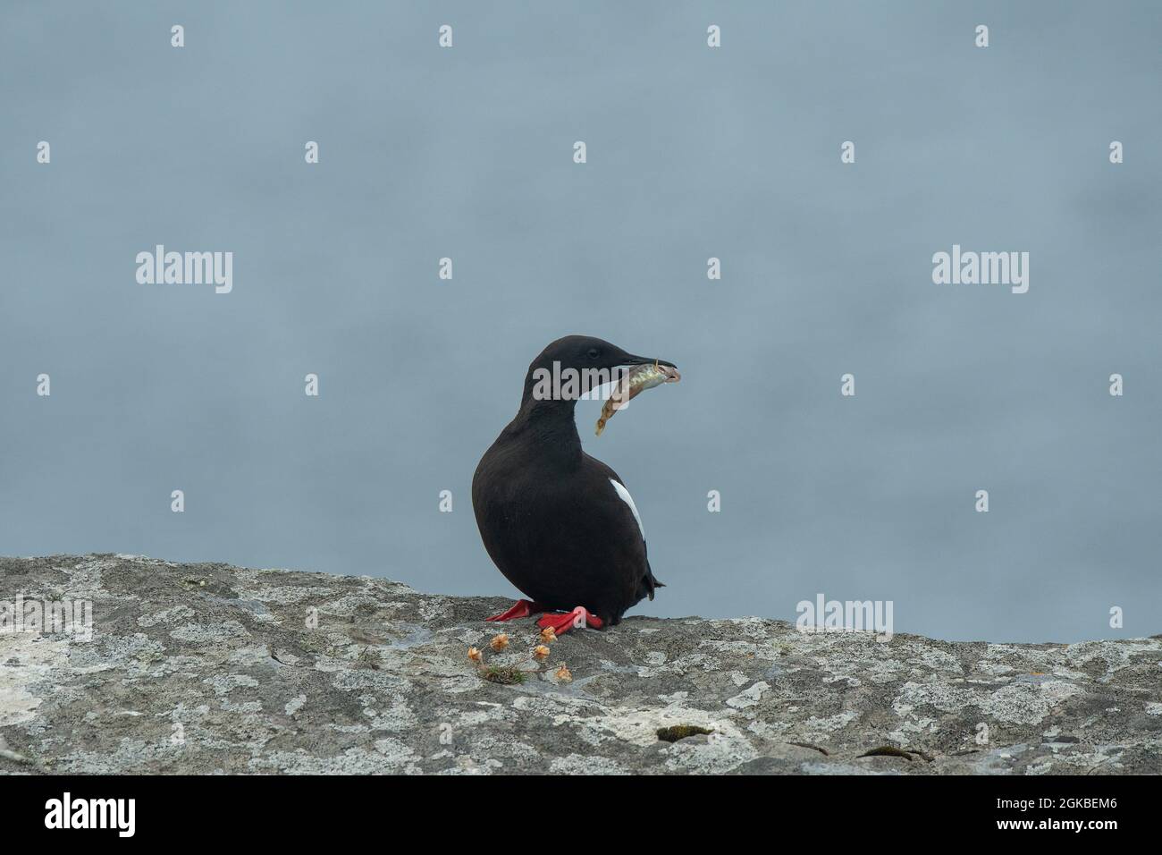 Guillemot black (Cepphus gryle) sitting on the cliffs, with fish in its ...