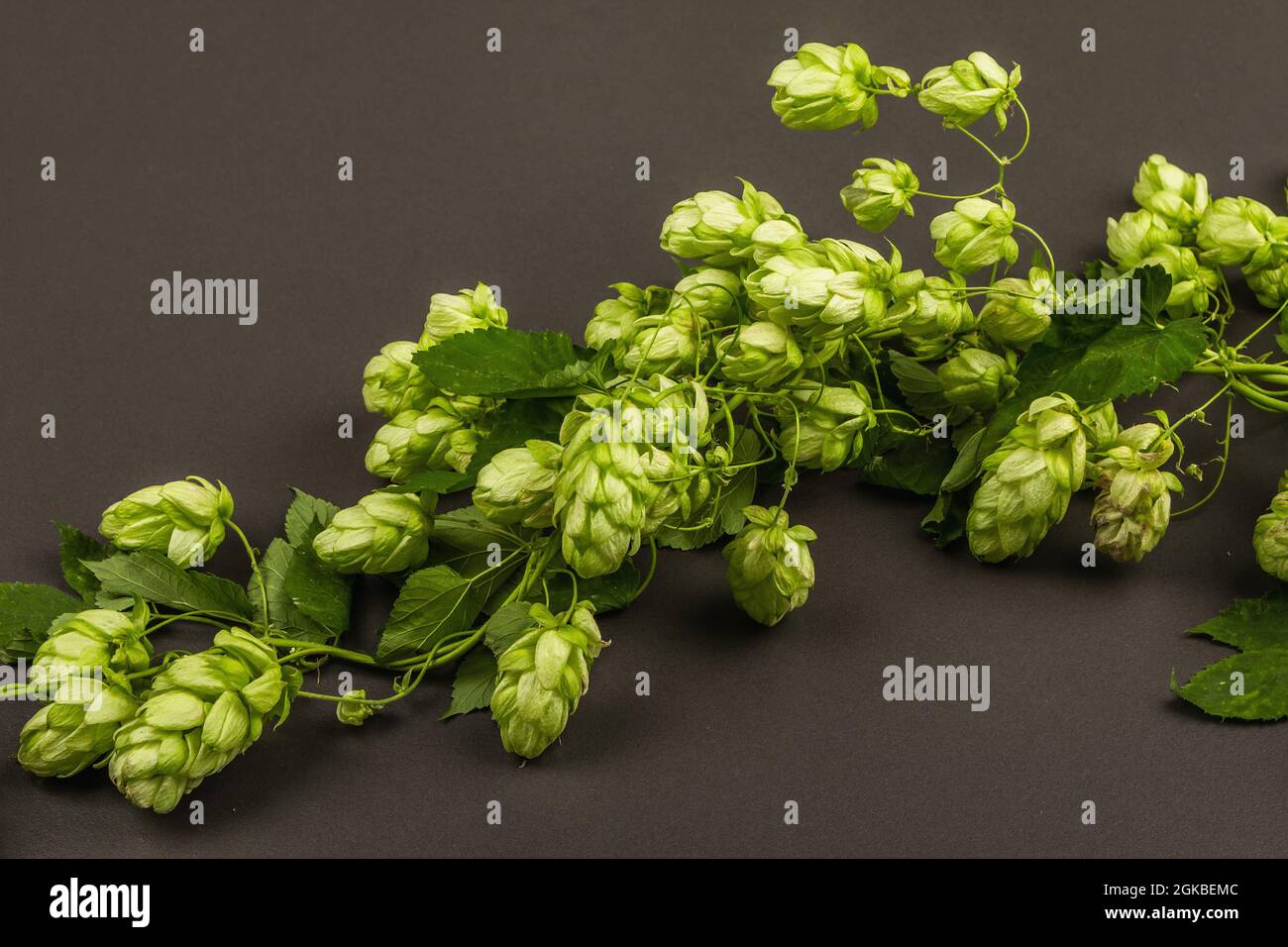 Green ripe hop cones for brewery or bakery background. A natural ...