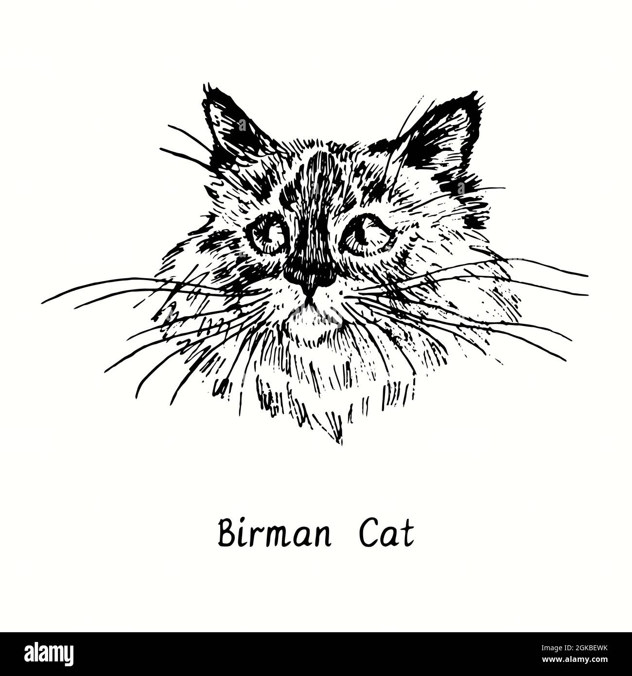 Birman cat face portrait. Ink black and white doodle drawing in woodcut ...