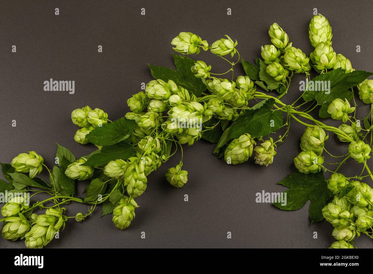 Green ripe hop cones for brewery or bakery background. A natural ...