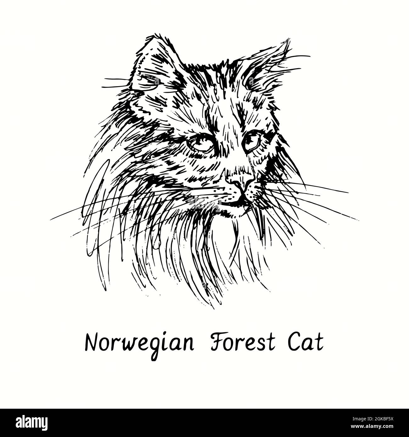 Norwegian Forest Cat face portrait. Ink black and white doodle drawing ...