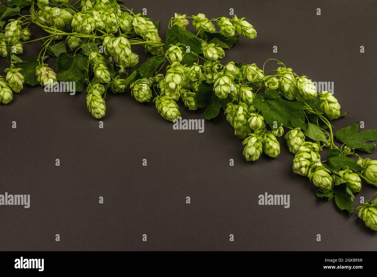 Green ripe hop cones for brewery or bakery background. A natural ...