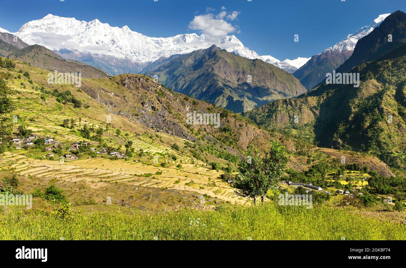 Native plant of nepal hi-res stock photography and images - Alamy