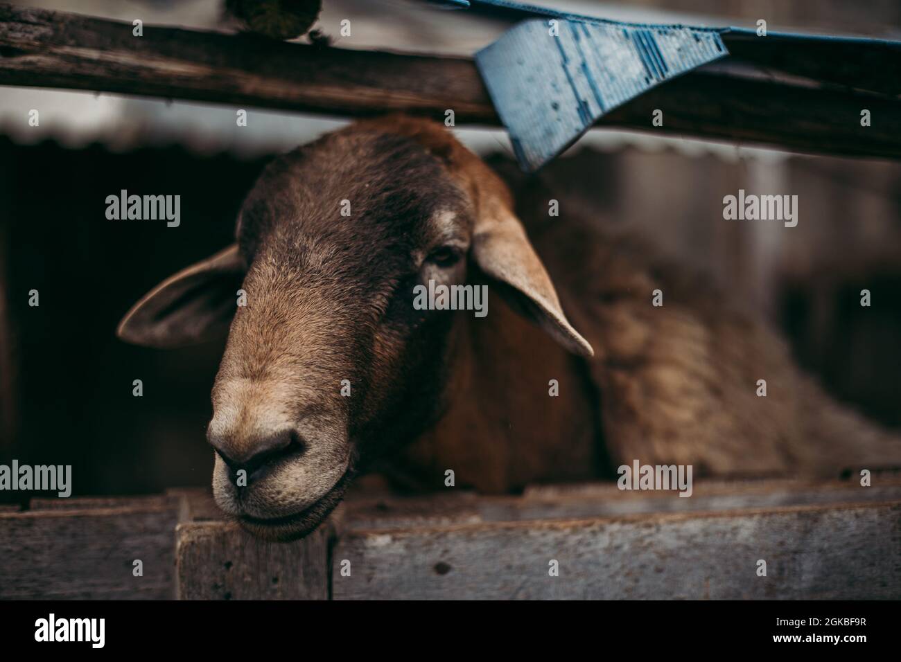 Brown goat in a cage on a farm Stock Photo - Alamy