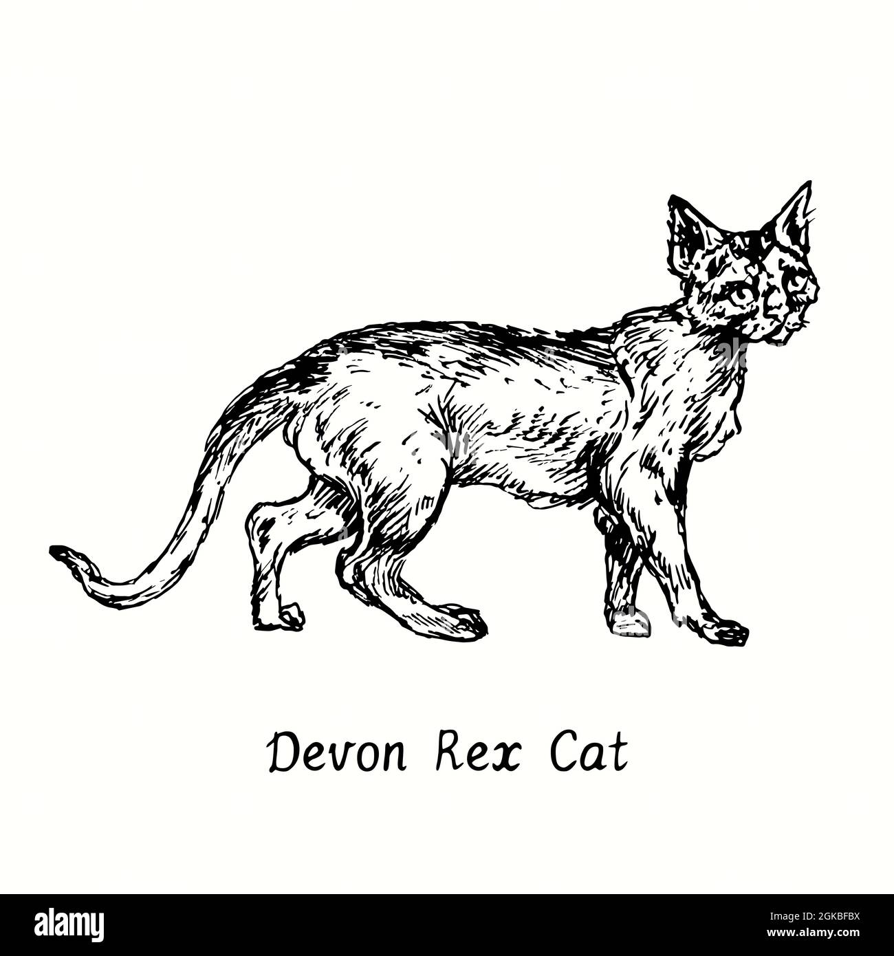 Devon Rex Cat standing side view. Ink black and white doodle drawing in ...