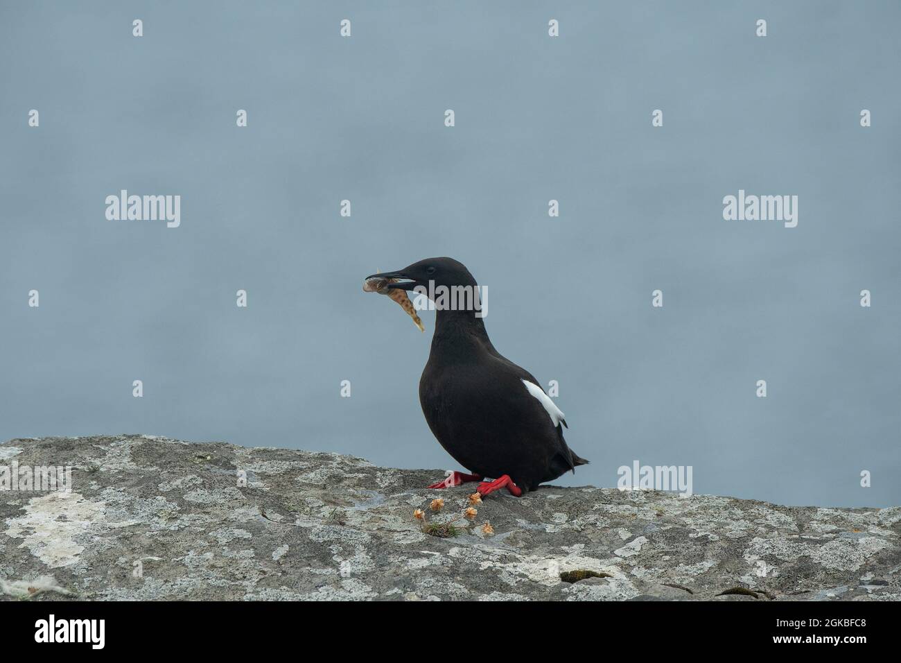 Guillemot black (Cepphus gryle) sitting on the cliffs, with fish in its ...