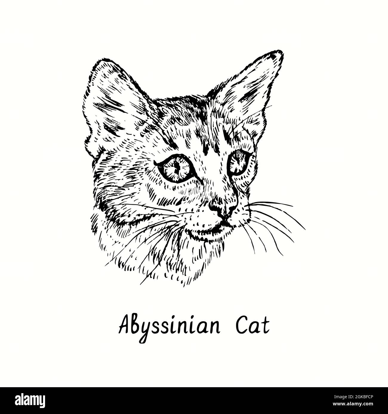 Abyssinian Cat face portrait. Ink black and white doodle drawing in ...