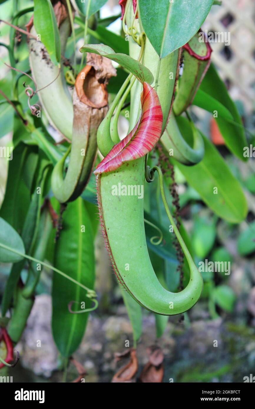 Predator tropical bucket plant growing in the wilderness Stock Photo ...