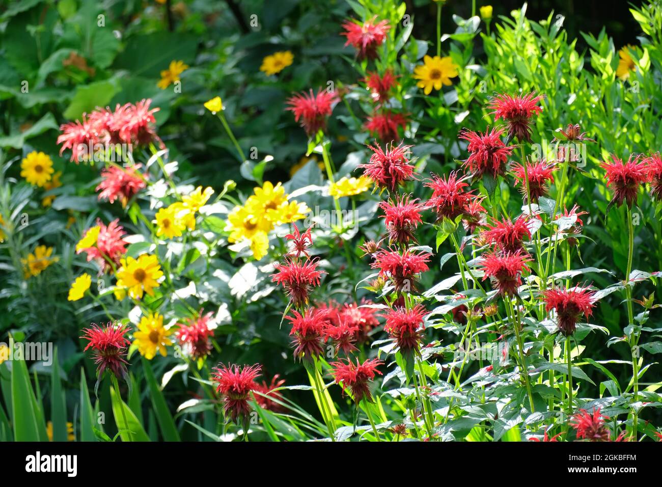 Selective focus shot of beautiful monarda and yellow flowers growing in ...