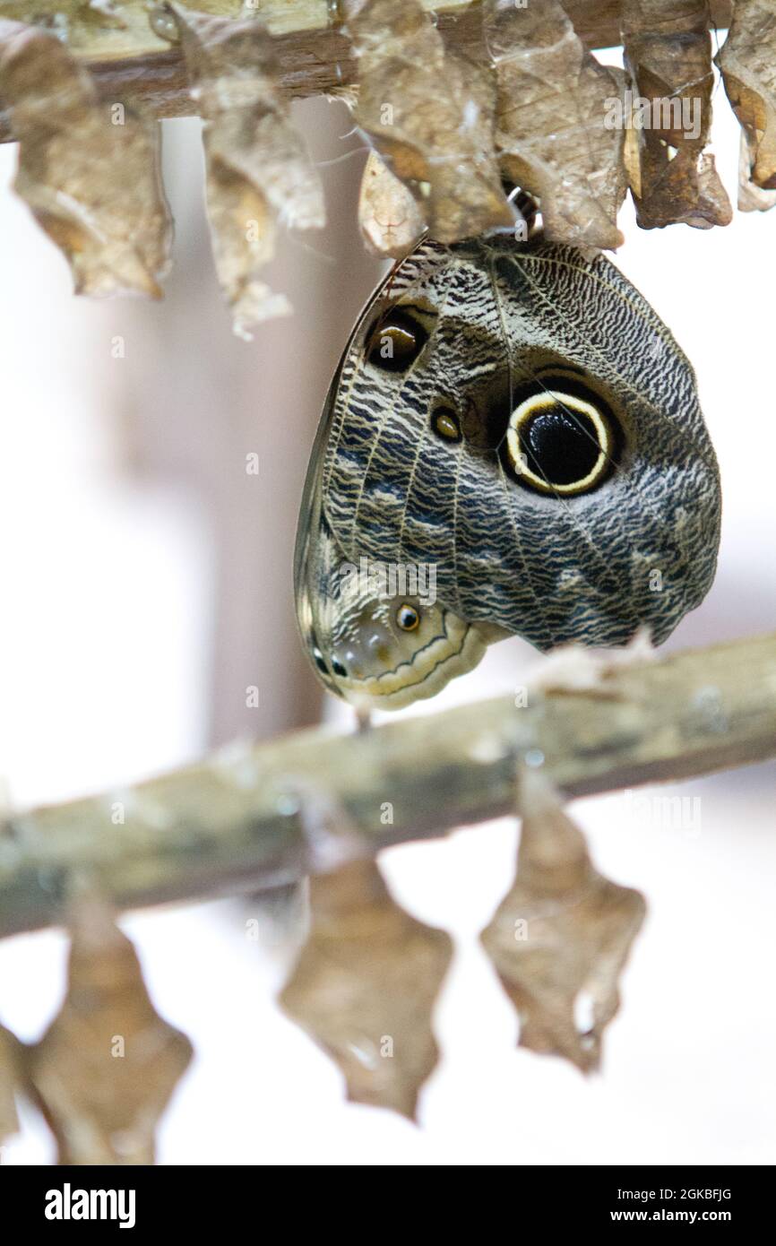 Caligo teucer - Owl Butterfly Stock Photo - Alamy