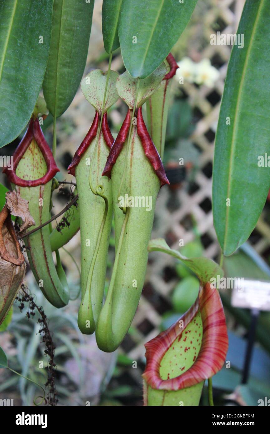Predator tropical bucket plant growing in the wilderness Stock Photo ...
