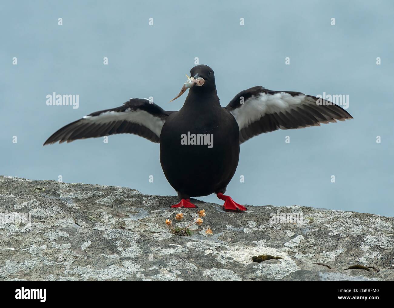Guillemot black (Cepphus gryle) sitting on the cliffs, with fish in its ...