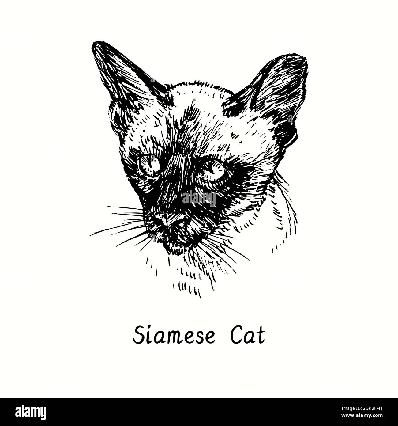 Siamese Kitty Drawing