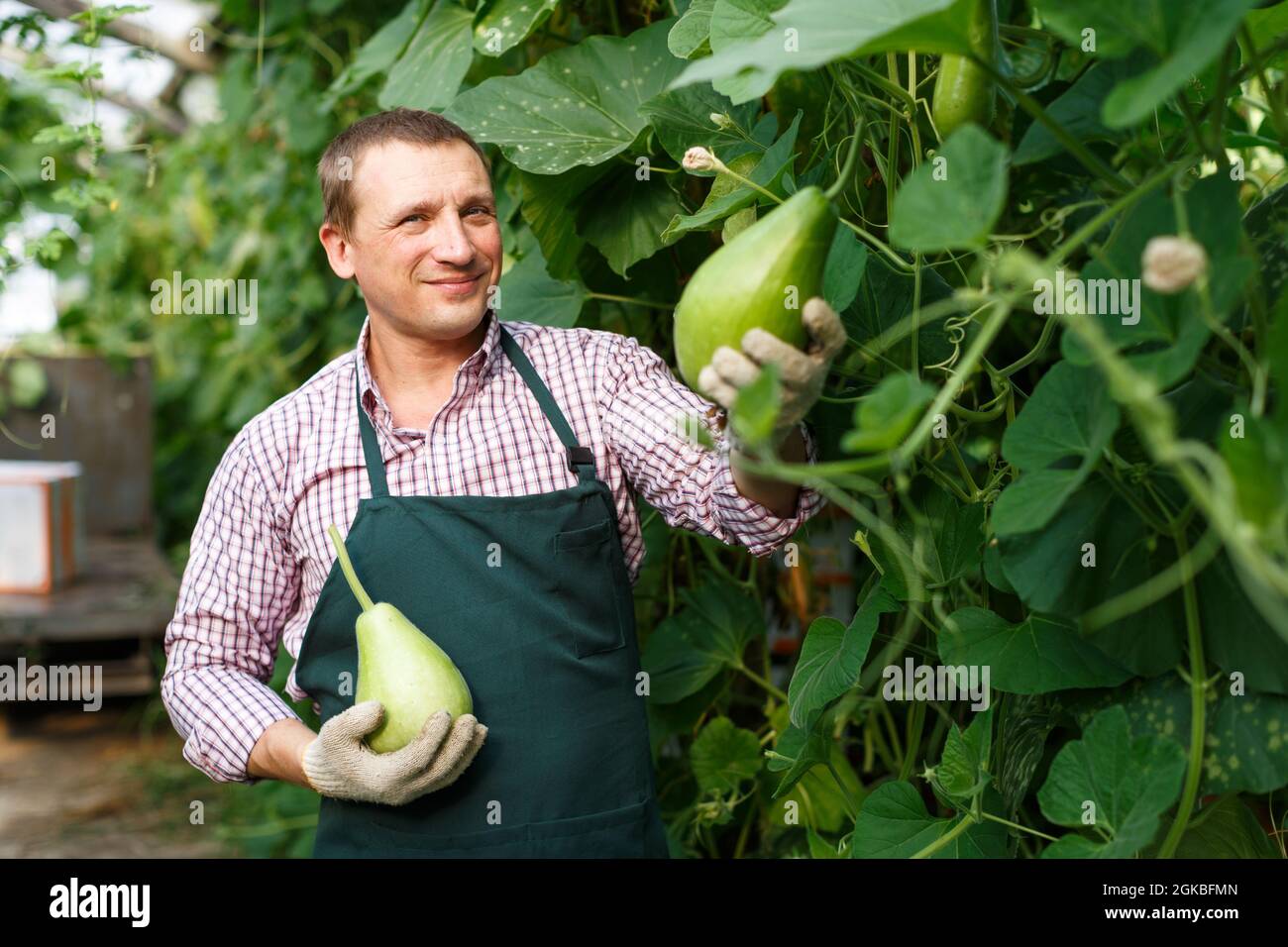 Zucchini plantation rows hi-res stock photography and images - Alamy