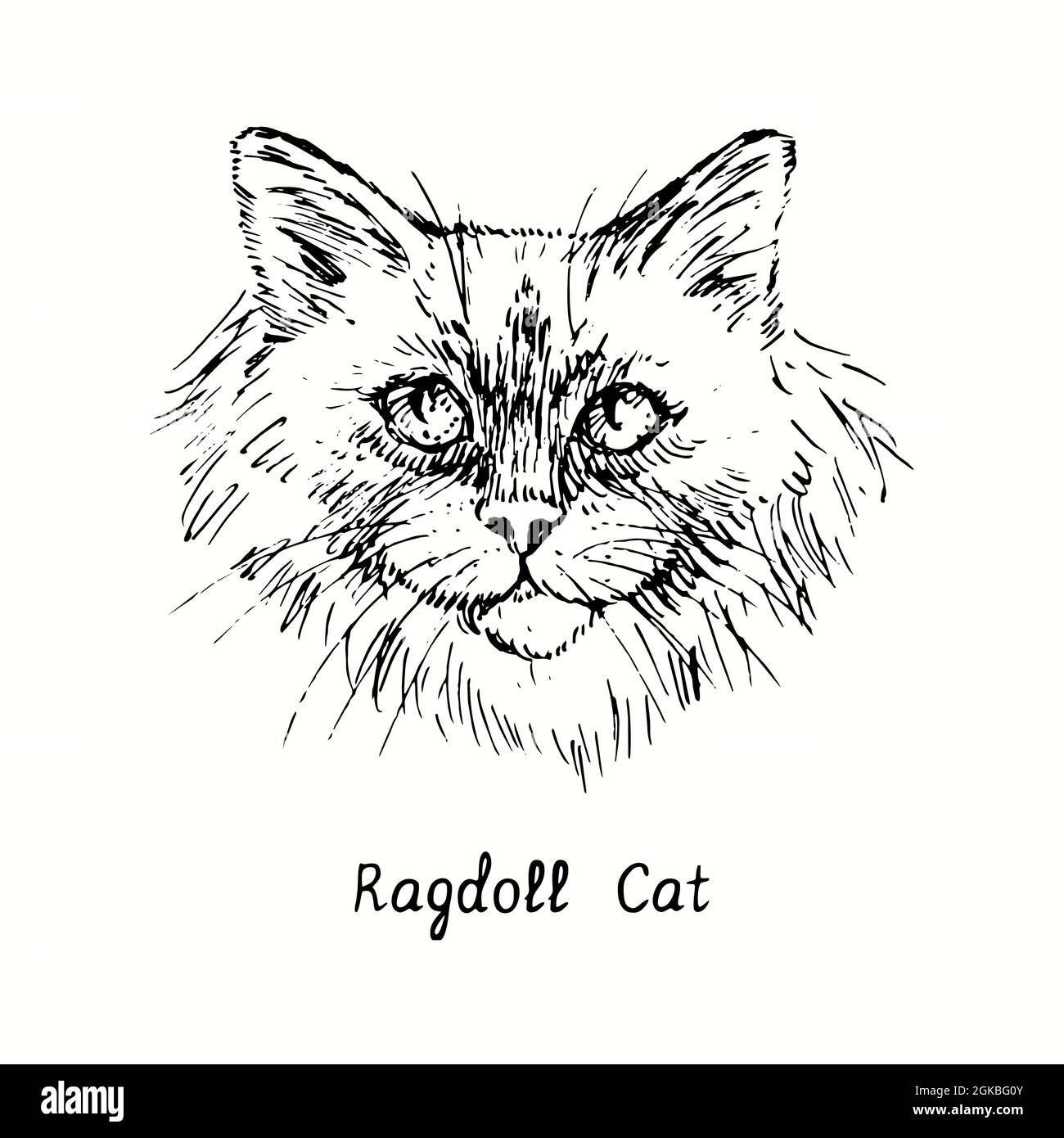 Ragdoll Drawings