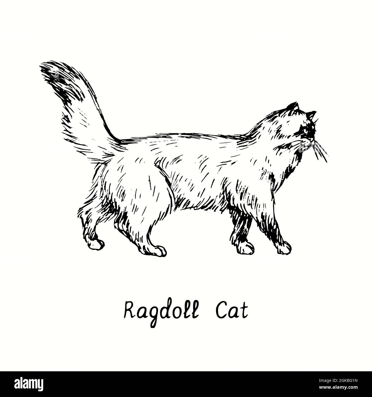 Ragdoll Drawings