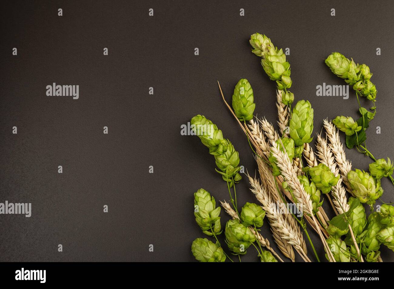 Wheat beer concept background. Cones of hops and wheat ears are ...