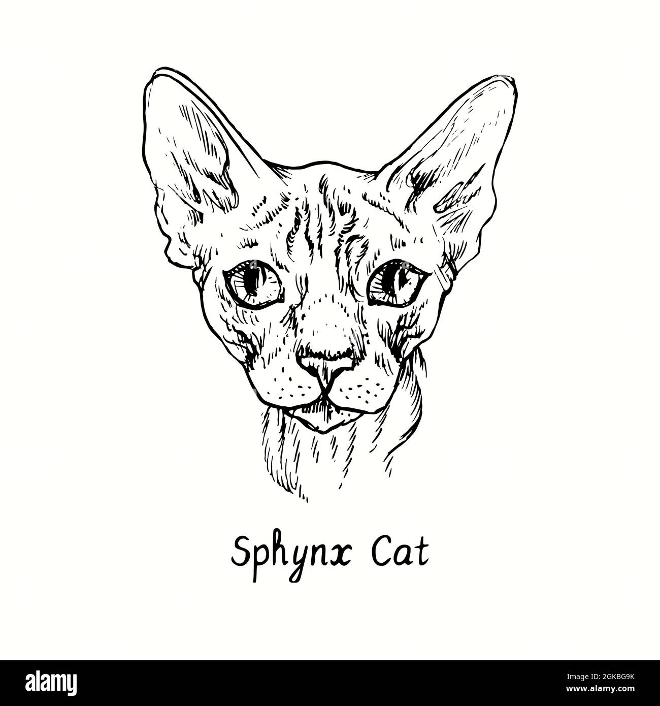 Sphynx Cat face portrait. Ink black and white doodle drawing in woodcut ...