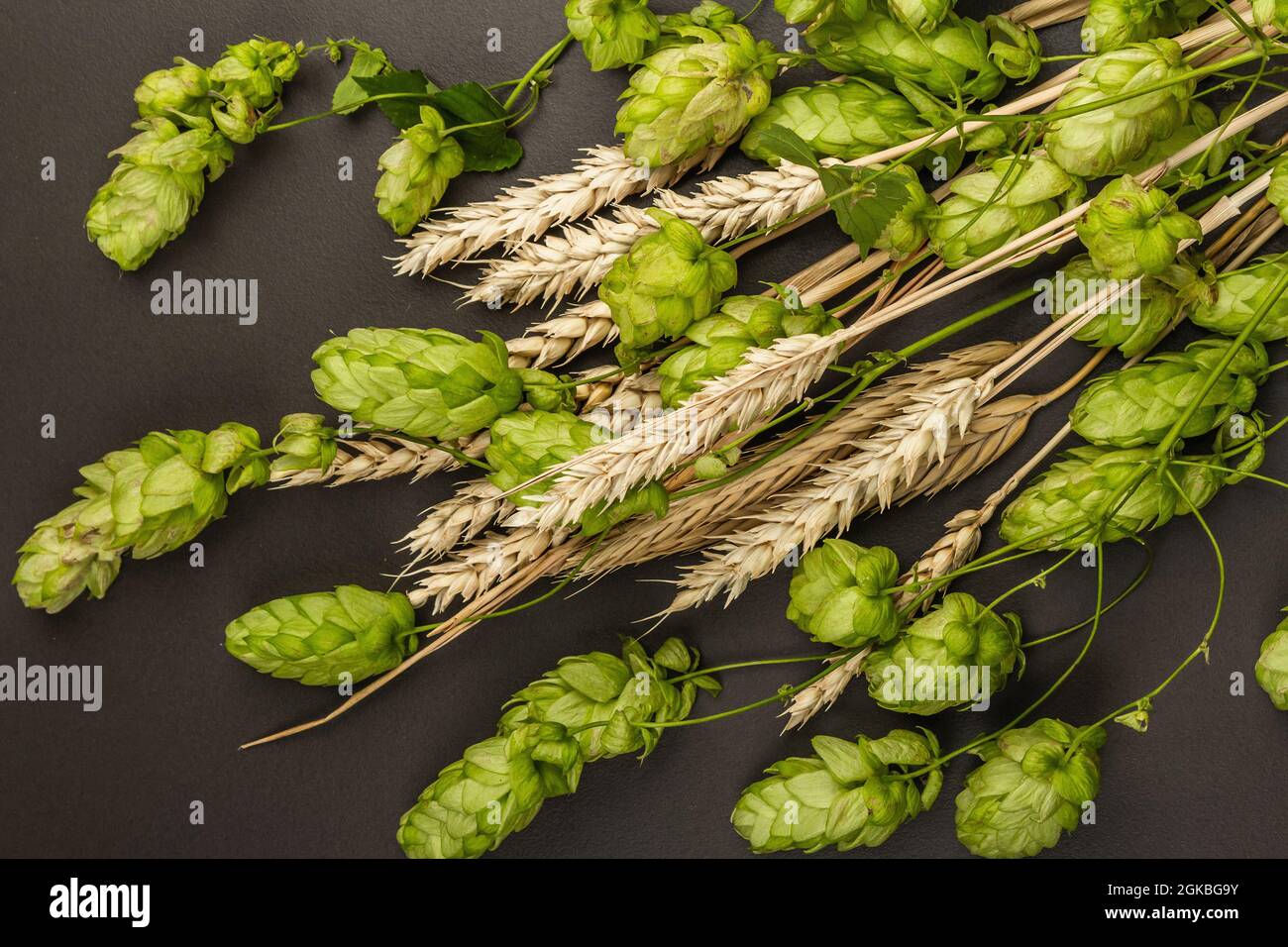 Wheat beer concept background. Cones of hops and wheat ears are ...