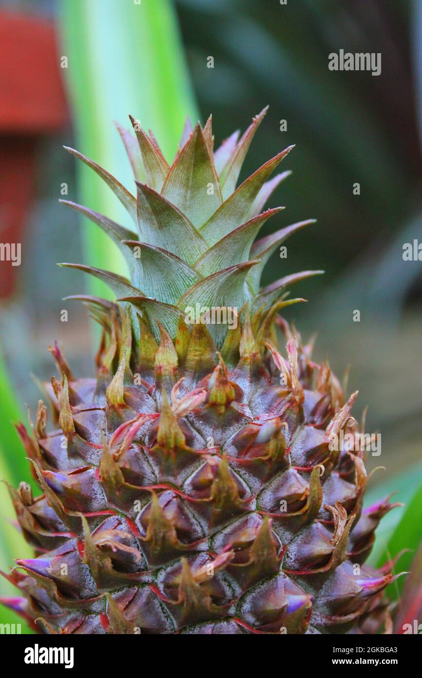 Fresh pineapple plant growing in the summer meadow Stock Photo - Alamy