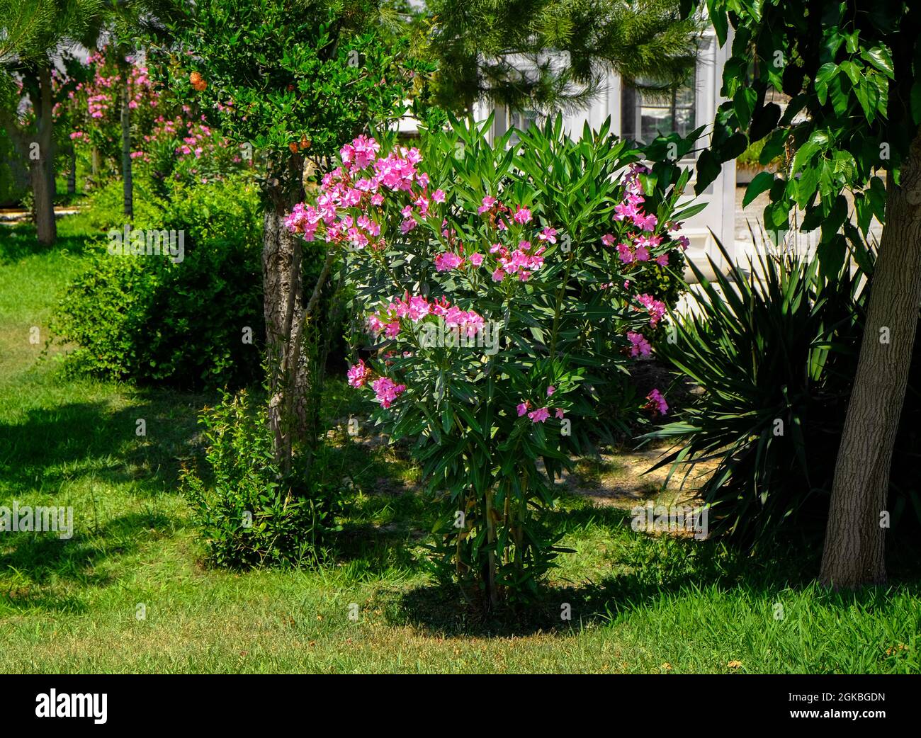 Landscape design with beautiful plants at resort Stock Photo - Alamy