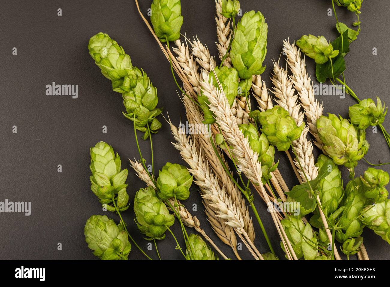 Wheat beer concept background. Cones of hops and wheat ears are ...