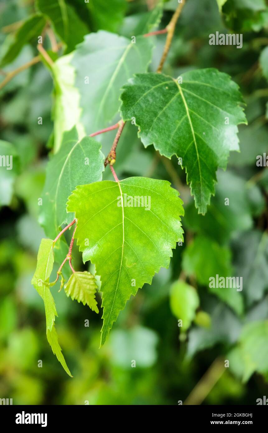 Gray Birch Leaf