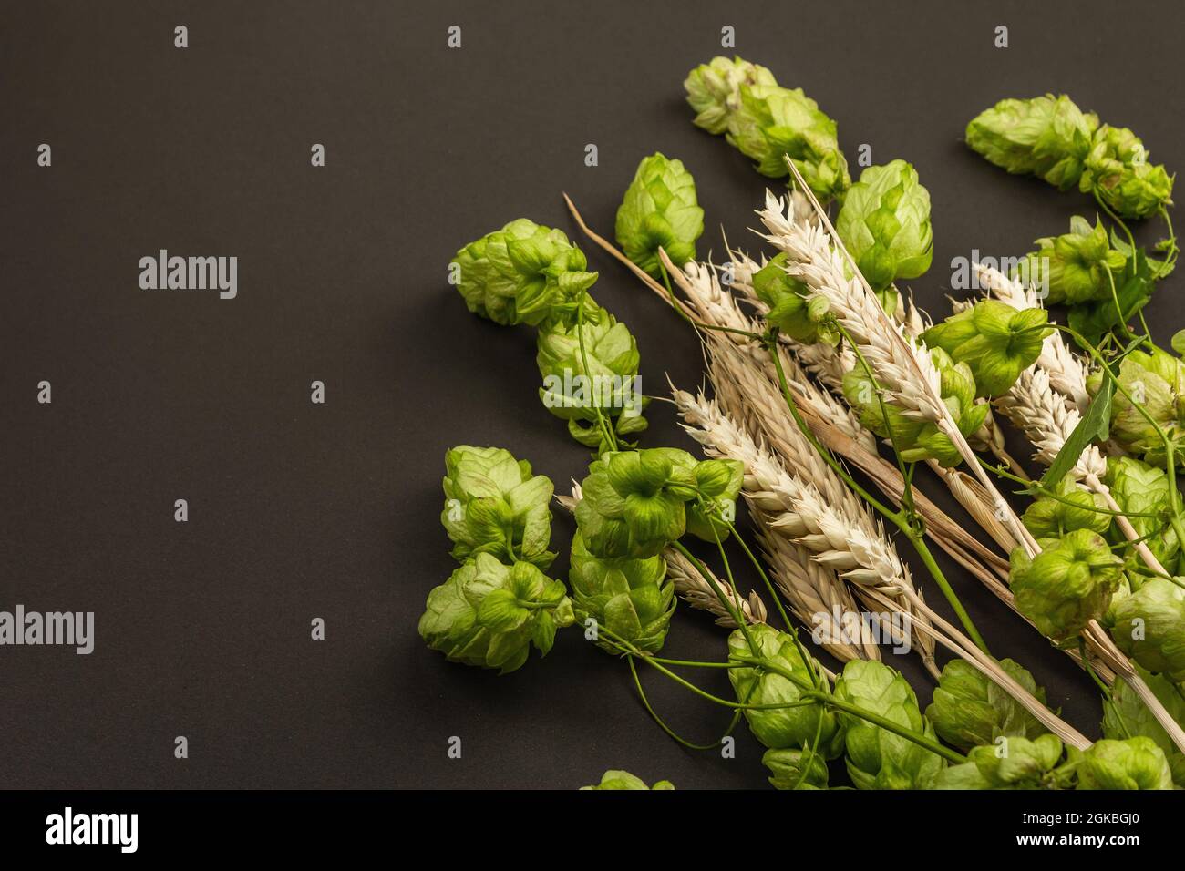 Wheat beer concept background. Cones of hops and wheat ears are ...