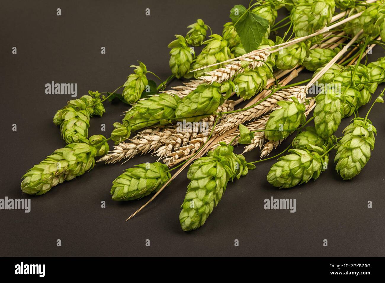Wheat beer concept background. Cones of hops and wheat ears are ...