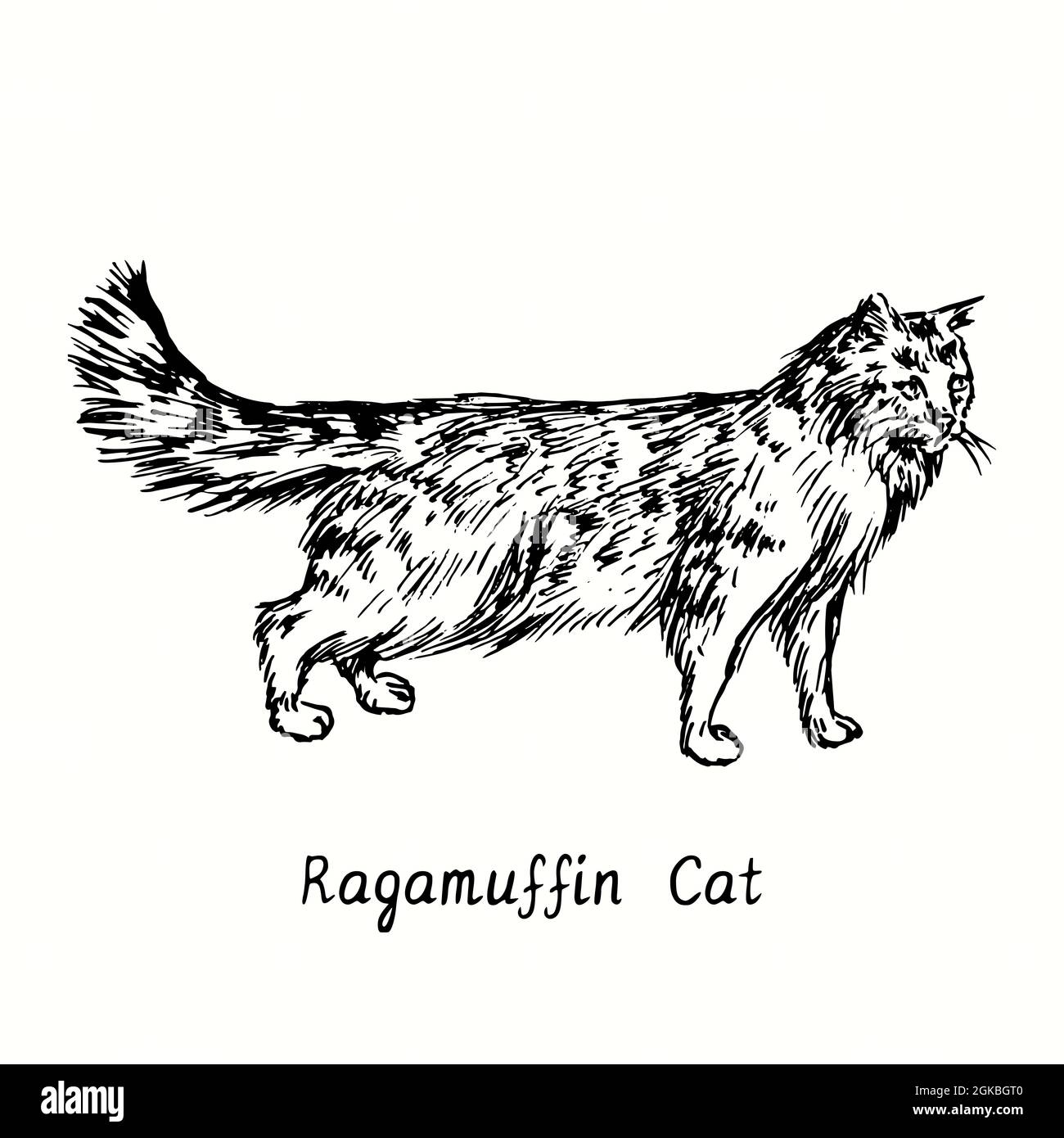 Ragamuffin Cat standing side view. Ink black and white doodle drawing ...