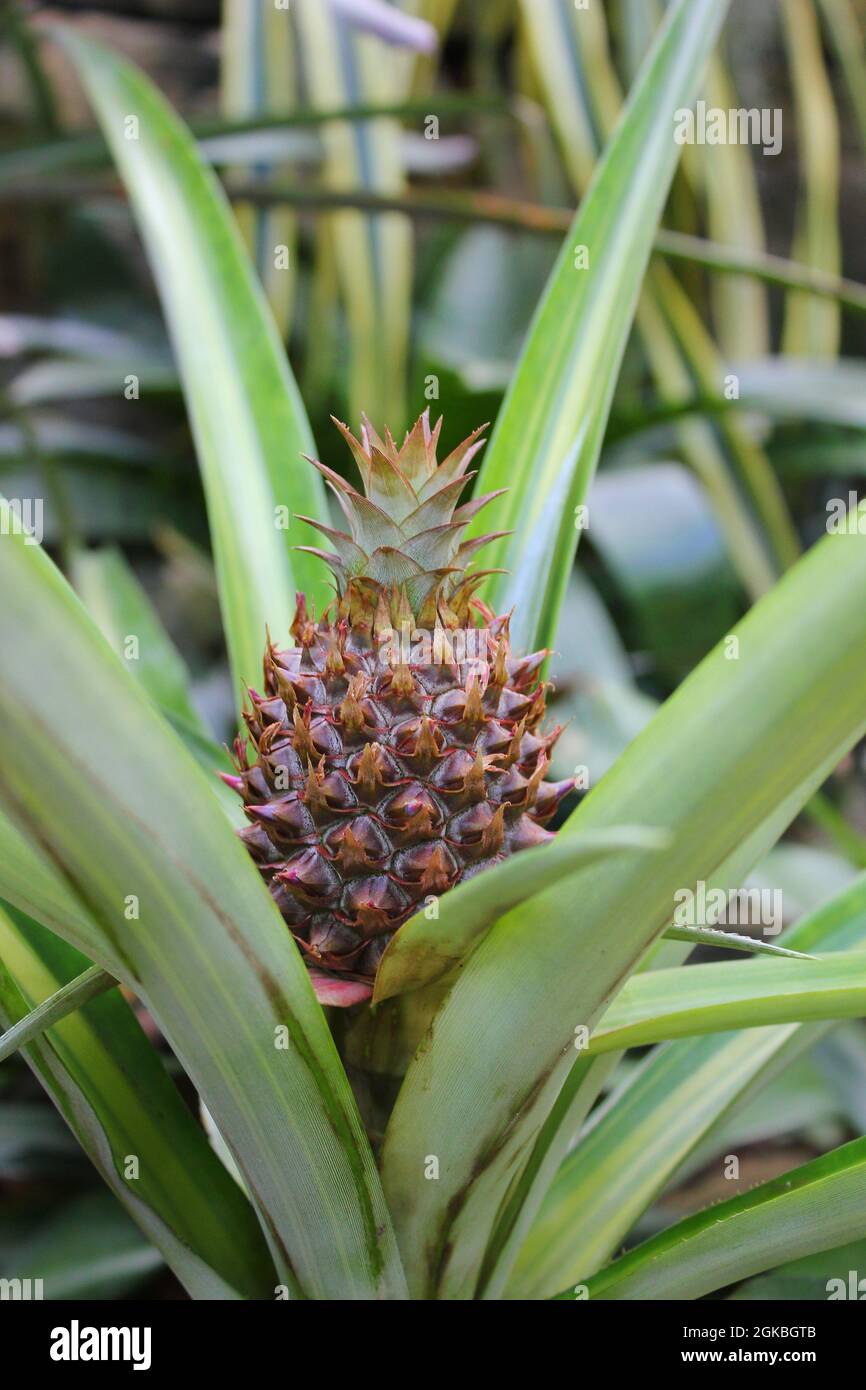 Fresh pineapple plant growing in the summer meadow Stock Photo - Alamy