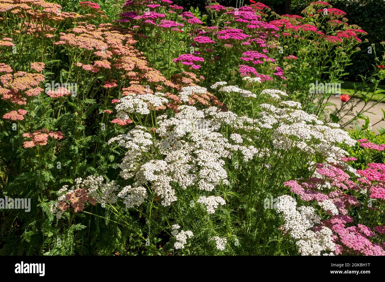 Achillea flower border hi-res stock photography and images - Alamy